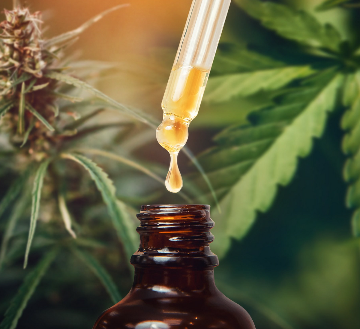 GOOD MORNING DAILY HEMP DROPS - 900mg – Resonant Botanicals